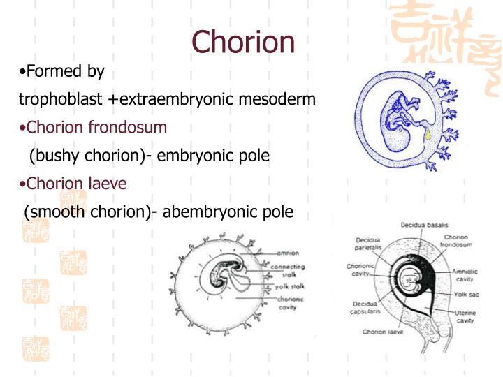 PPT - Fetal Membranes, Placenta and Twinning PowerPoint Presentation ...