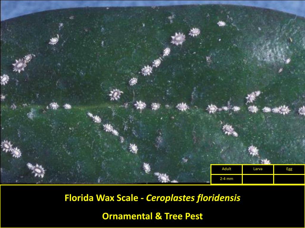 PPT - Important Insect Plant Pests and their Hosts in Florida (Trees ...