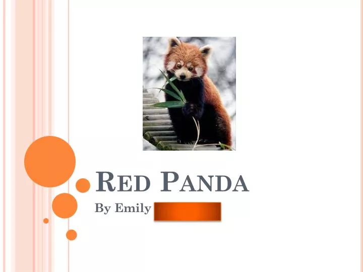 PPT - Red Panda PowerPoint Presentation, free download - ID:5289943