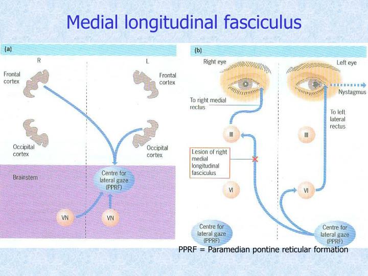 PPT - How to draw different sections of the brain stem PowerPoint ...