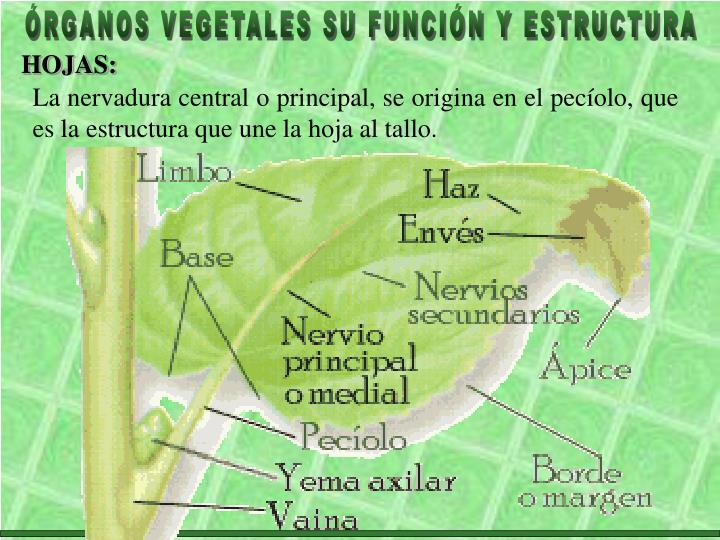 PPT - UNIDAD 3. FUNCIONES DE LOS SERES VIVOS PowerPoint Presentation ...
