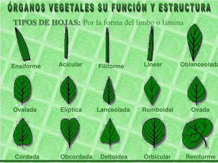 PPT - UNIDAD 3. FUNCIONES DE LOS SERES VIVOS PowerPoint Presentation ...