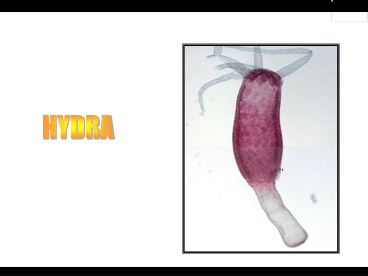 PPT - Phylum: Protozoa Phylum : Porifera Phylum: Cnidaria PowerPoint ...