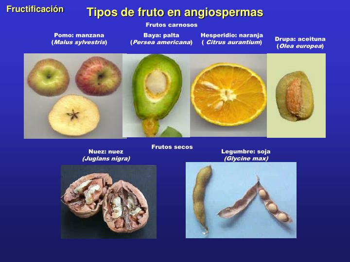 PPT - El fruto es un órgano floral PowerPoint Presentation - ID:5291162