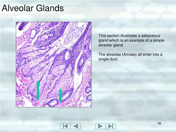 PPT - STRUCTURE OF GLANDS & GLANDULAR TISSUES PowerPoint Presentation ...