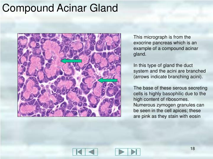 PPT - STRUCTURE OF GLANDS & GLANDULAR TISSUES PowerPoint Presentation ...
