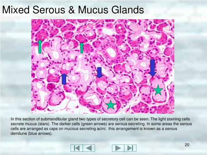 PPT - STRUCTURE OF GLANDS & GLANDULAR TISSUES PowerPoint Presentation ...