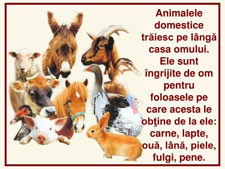 PPT - ANIMALE DOMESTICE PowerPoint Presentation - ID:5295705