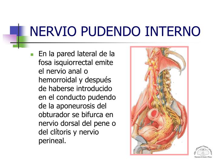 PPT - NERVIO COCCÍGEO NERVIO PUDENDO INTERNO PowerPoint Presentation ...
