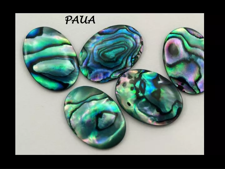 PPT - PAUA PowerPoint Presentation, free download - ID:5298337