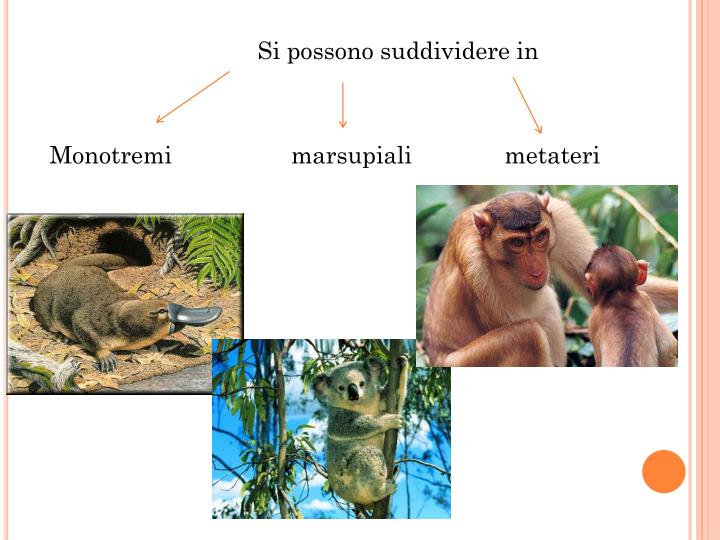 PPT - GLI ANIMALI PowerPoint Presentation - ID:5299163