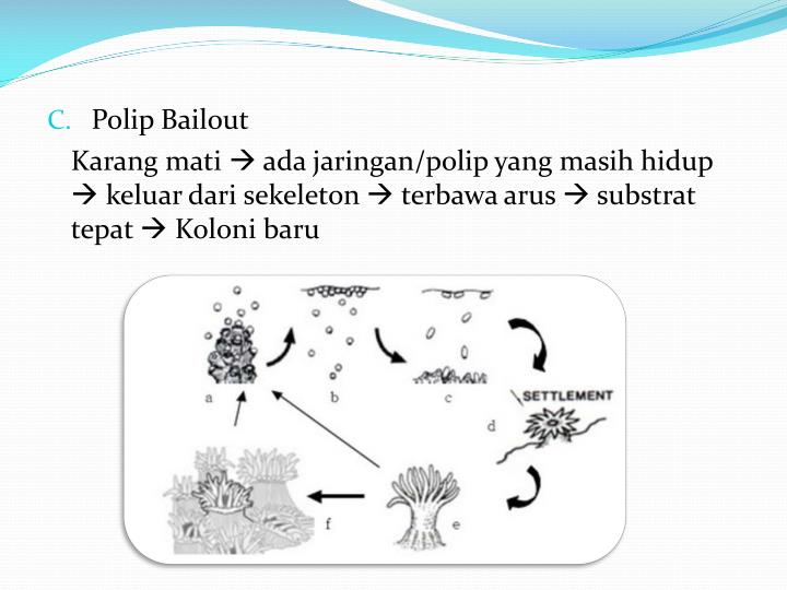 PPT - BIOLOGI TERUMBU KARANG PowerPoint Presentation - ID:5299229