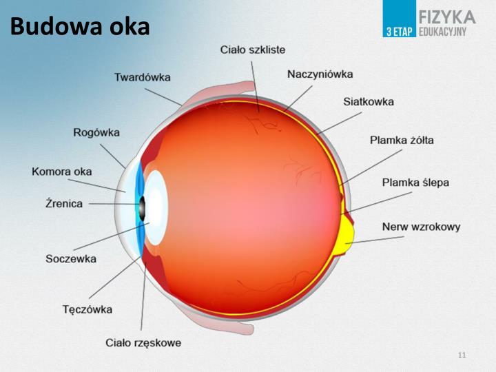 PPT - OKO ważny narząd człowieka PowerPoint Presentation - ID:5299374