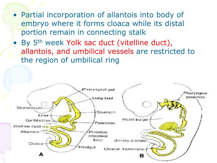 PPT - HUMAN EMBRYONIC PERIOD PowerPoint Presentation - ID:5299695