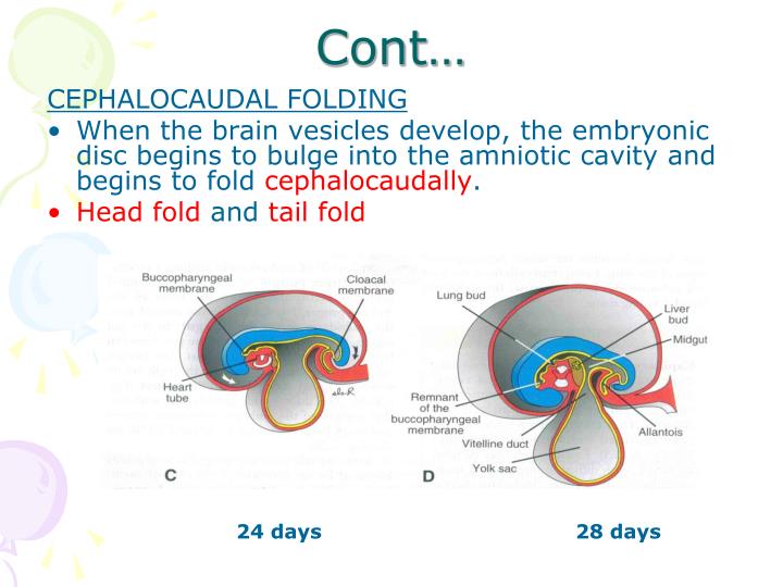 PPT - HUMAN EMBRYONIC PERIOD PowerPoint Presentation - ID:5299695