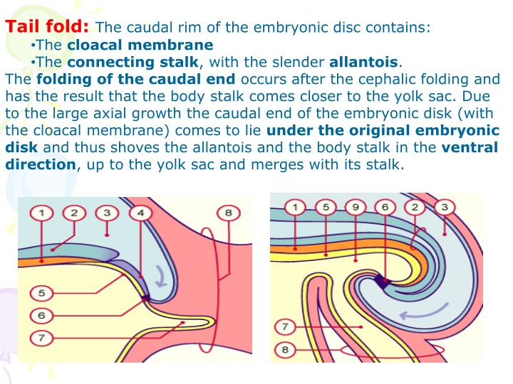 PPT - HUMAN EMBRYONIC PERIOD PowerPoint Presentation - ID:5299695