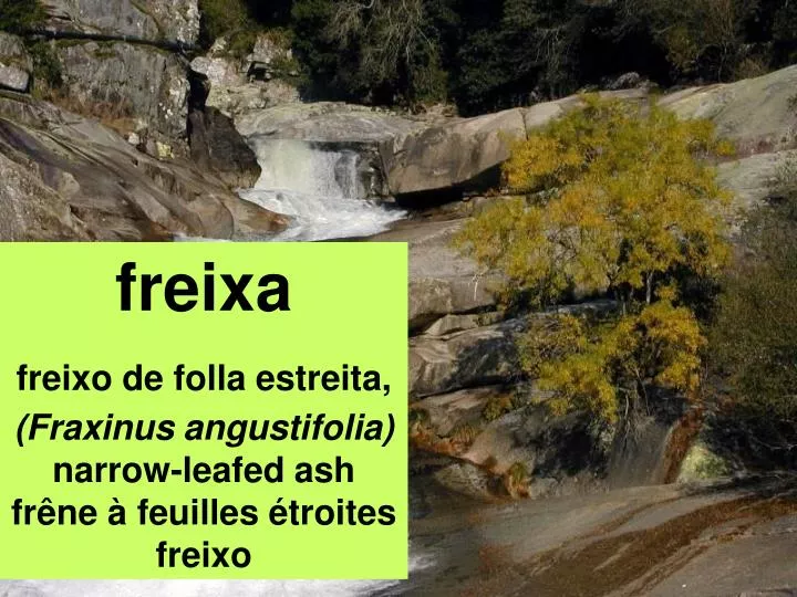 PPT - freixa freixo de folla estreita, (Fraxinus angustifolia) narrow ...