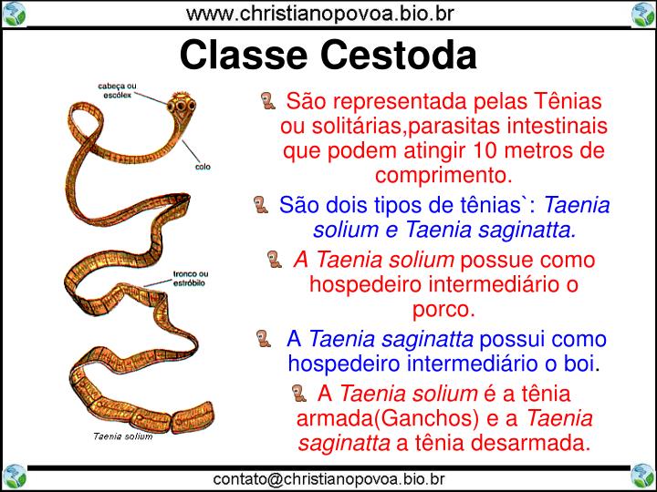 PPT - Filo Platyhelminthes PowerPoint Presentation - ID:5301198