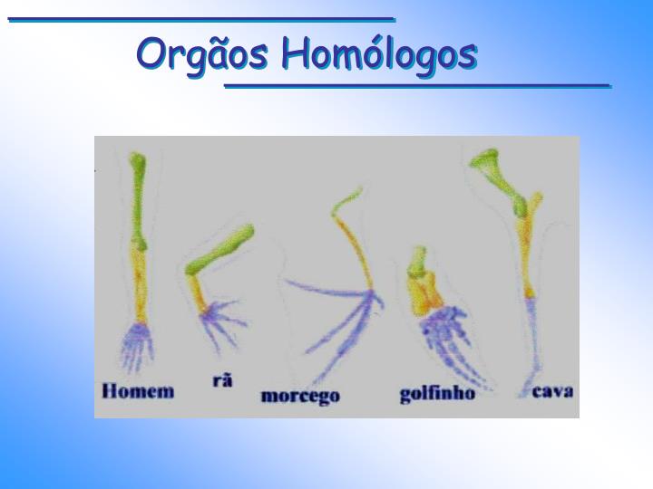 PPT - Mamíferos PowerPoint Presentation - ID:5302191