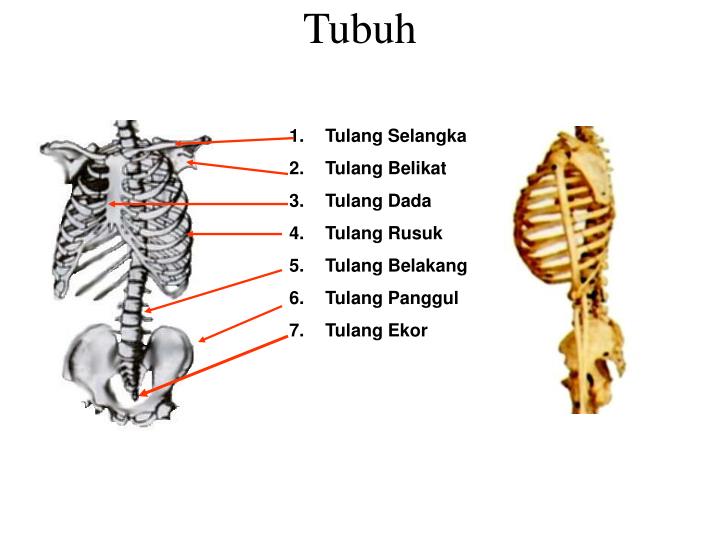 PPT - RANGKA MANUSIA PowerPoint Presentation - ID:5302556
