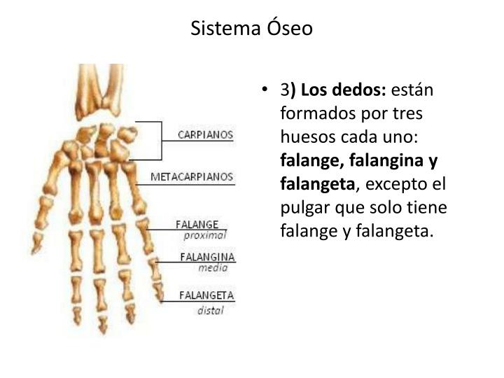 PPT - Sistema Óseo PowerPoint Presentation - ID:5302941