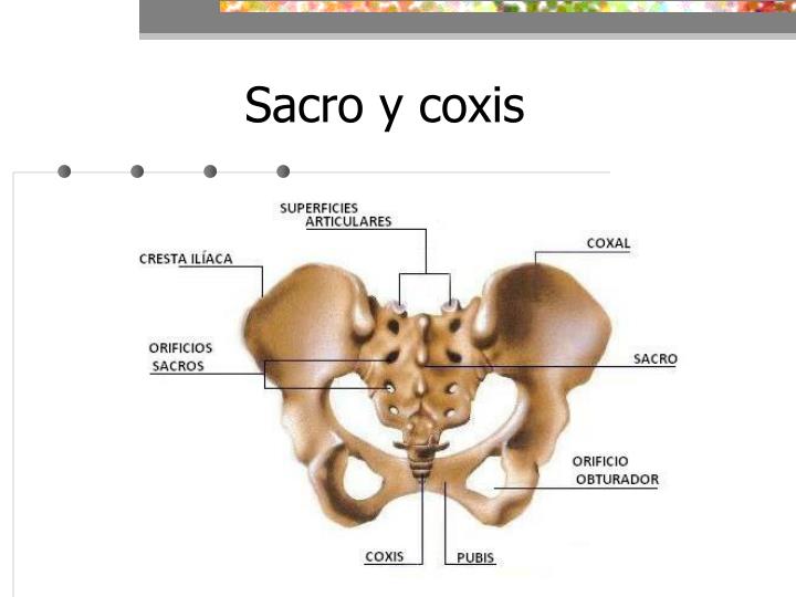 PPT - Tema 9: Aparato Locomotor. Los sistemas esquelético y muscular ...
