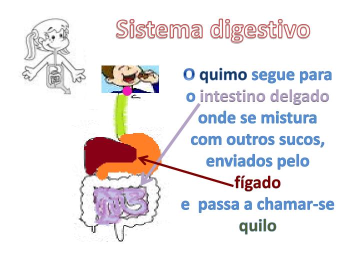 PPT - Sistema Digestivo O que acontece ao que comemos PowerPoint ...