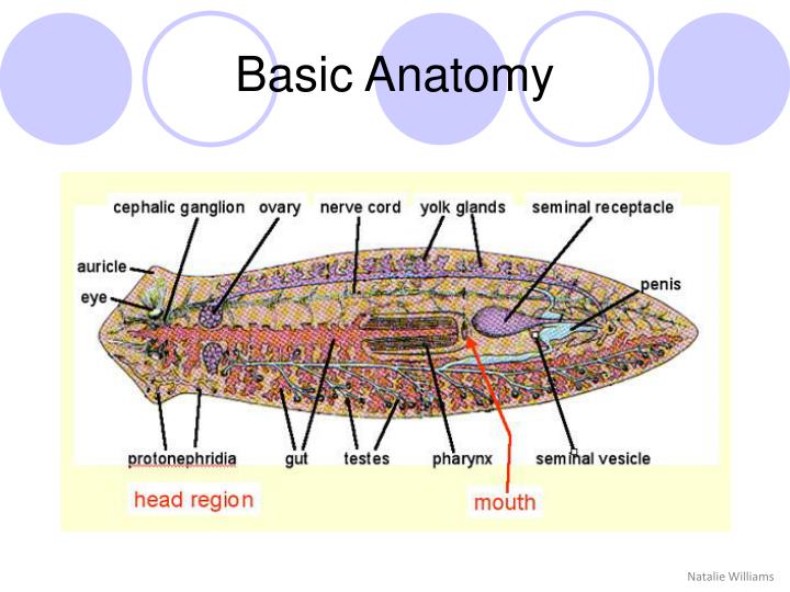 PPT - Platyhelminthes PowerPoint Presentation - ID:5307184