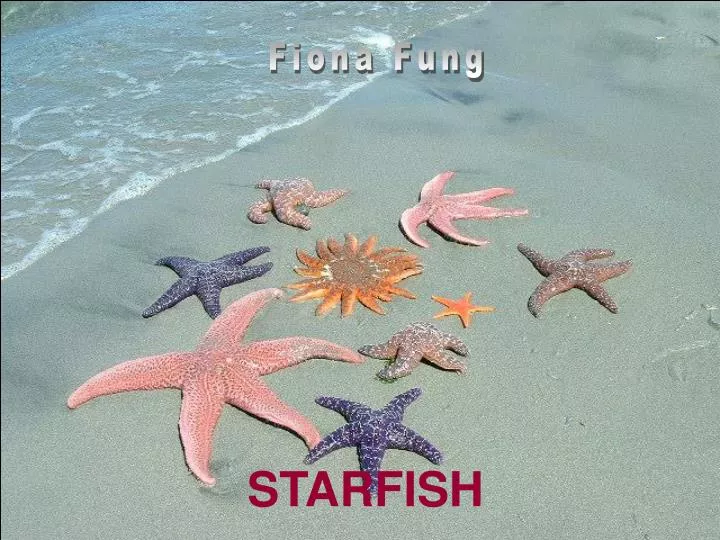 PPT - STARFISH PowerPoint Presentation, free download - ID:5310041