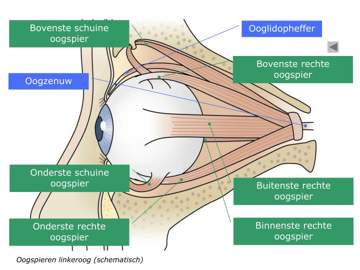 PPT - Lichtreceptoren PowerPoint Presentation - ID:5310593