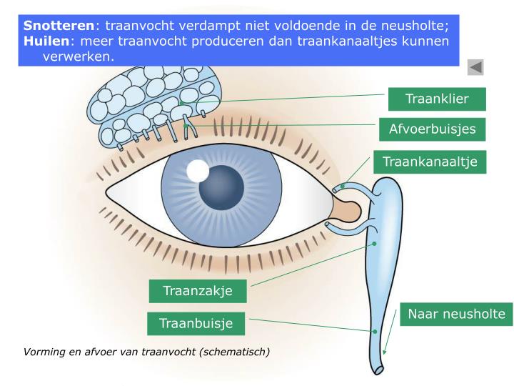 PPT - Lichtreceptoren PowerPoint Presentation - ID:5310593
