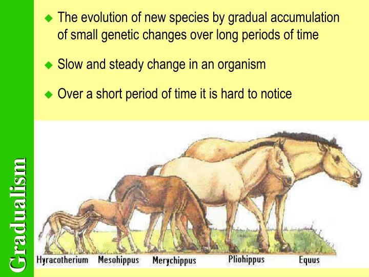 PPT - Gradualism PowerPoint Presentation - ID:5311395