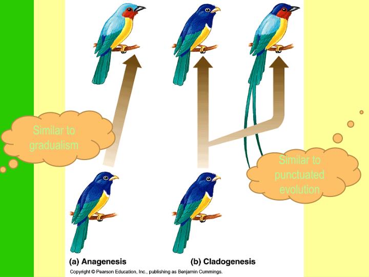 PPT - Gradualism PowerPoint Presentation - ID:5311395