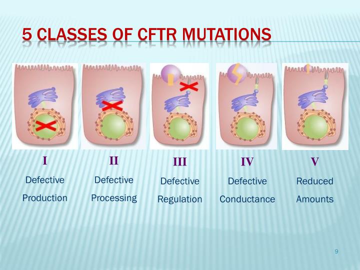 PPT - CFTR PowerPoint Presentation - ID:5312193