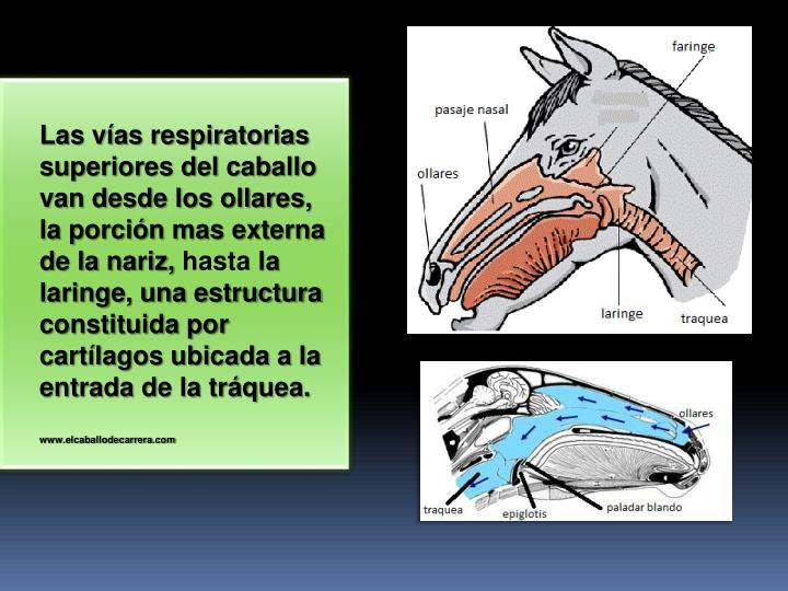 PPT - PATOLOGIAS DE LAS VIAS RESPIRATORIAS SUPERIORES EN EL CABALLO DE ...