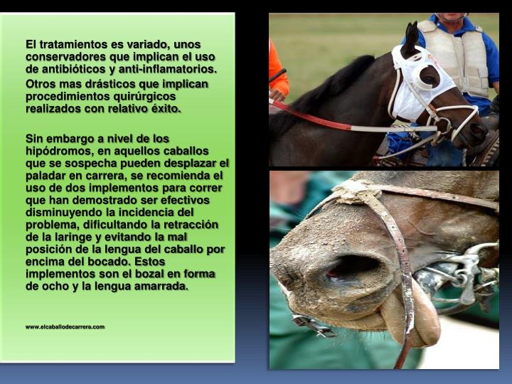 PPT - PATOLOGIAS DE LAS VIAS RESPIRATORIAS SUPERIORES EN EL CABALLO DE ...