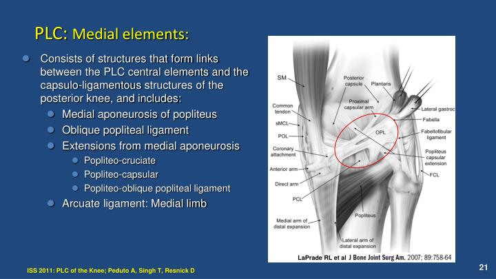 PPT - Posterolateral Corner of the Knee: MRI, Anatomy, Functional ...