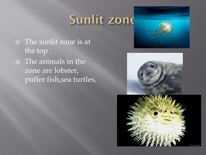 PPT - Zones of the ocean PowerPoint Presentation - ID:5317054