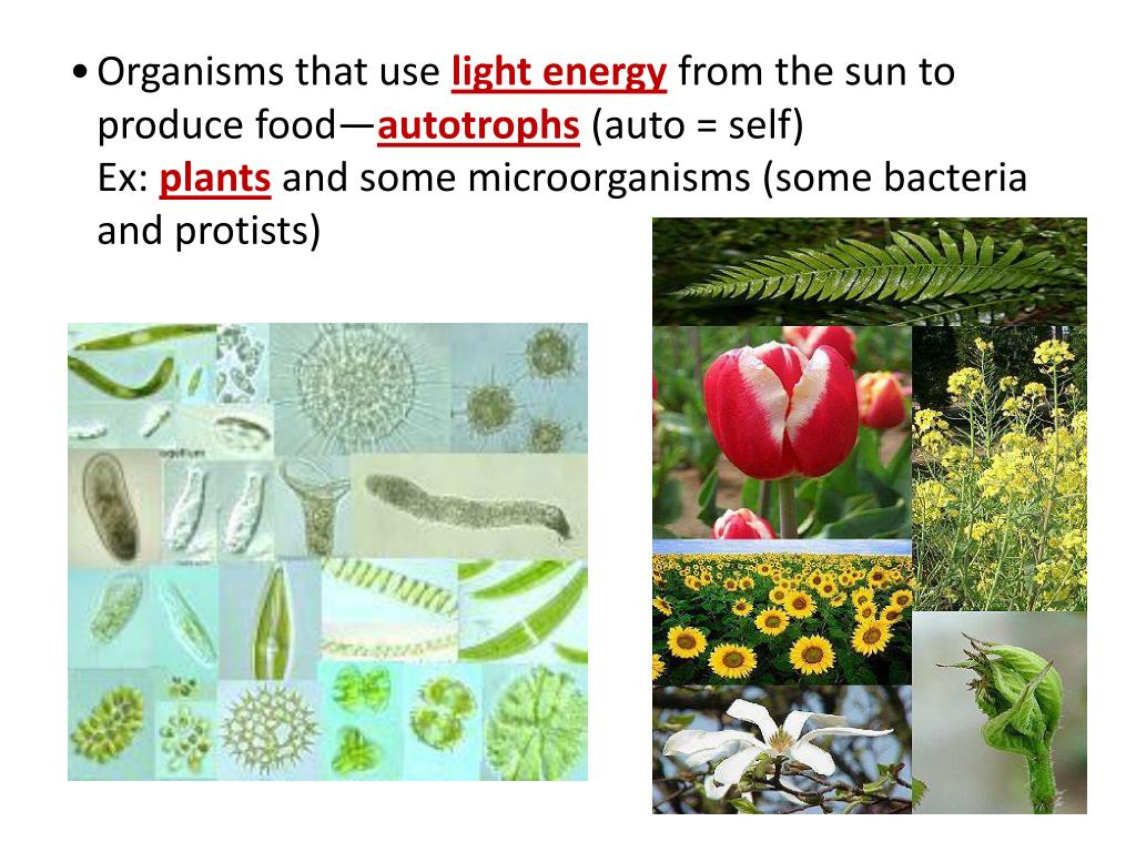 PPT - Cell Energy - Photosynthesis and Respiration Energy: PowerPoint ...