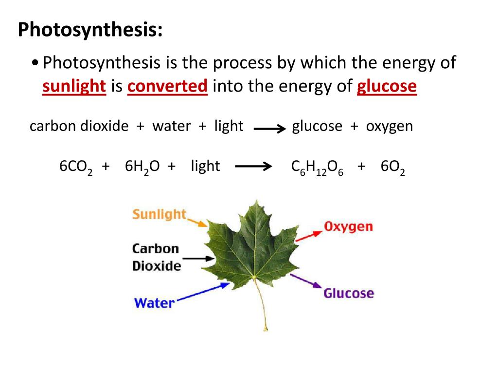 PPT - Cell Energy - Photosynthesis and Respiration Energy: PowerPoint ...