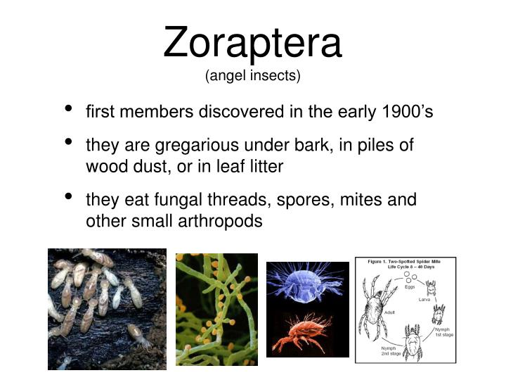 PPT - Class meeting: October 19th Stick insects, web spinners and angel ...