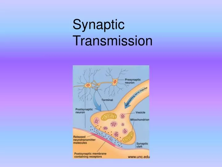 PPT - Synaptic Transmission PowerPoint Presentation, free download - ID ...