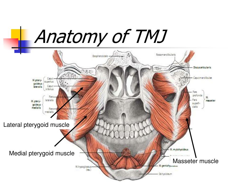 PPT - BIOLOGY OF THE HUMAN DENTITION PowerPoint Presentation, free ...