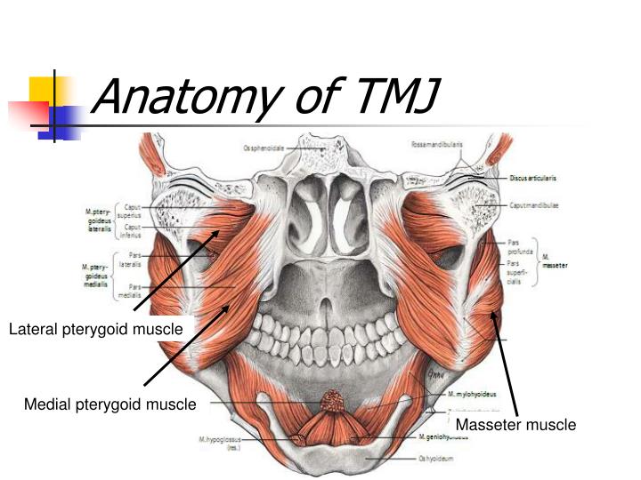 Lateral Pterygoid Muscle