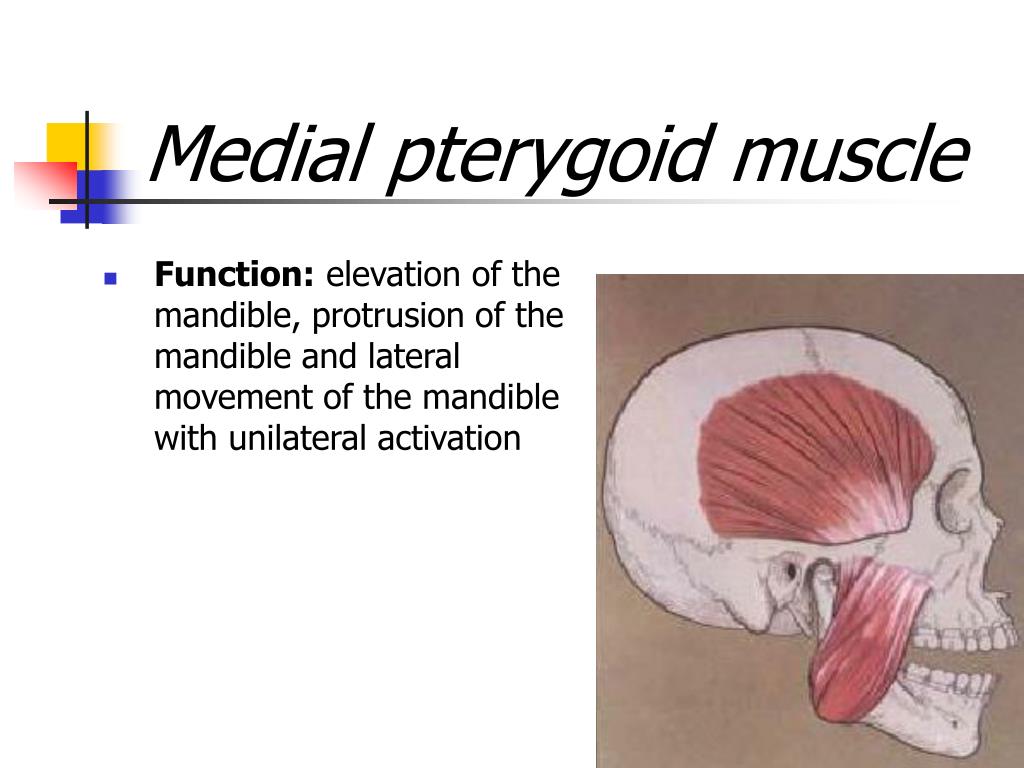 PPT - BIOLOGY OF THE HUMAN DENTITION PowerPoint Presentation, free ...