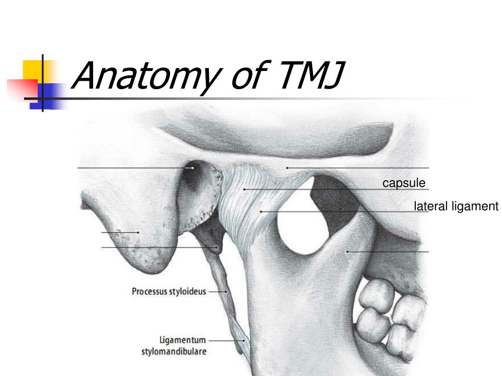 PPT - BIOLOGY OF THE HUMAN DENTITION PowerPoint Presentation, free ...