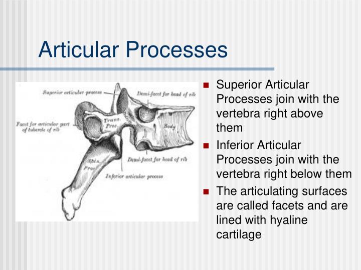 PPT - The Axial Skeleton PowerPoint Presentation - ID:5318624