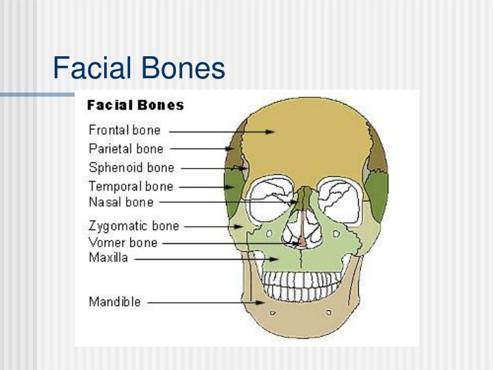 PPT - The Axial Skeleton PowerPoint Presentation - ID:5318624
