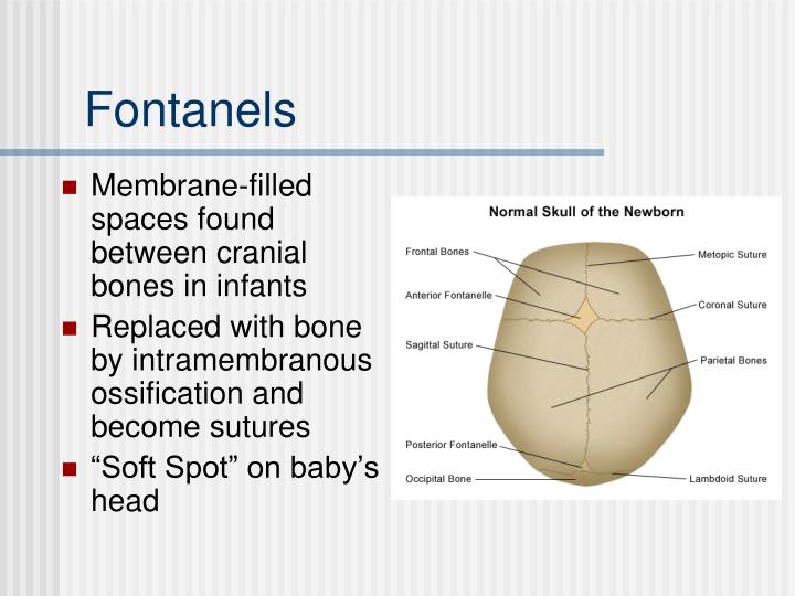 PPT - The Axial Skeleton PowerPoint Presentation - ID:5318624