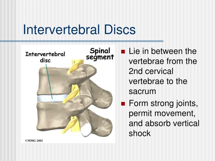 PPT - The Axial Skeleton PowerPoint Presentation - ID:5318624